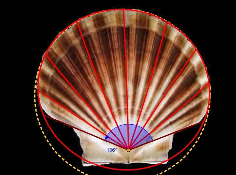 Tranzando conchas - Paseos Matemáticos